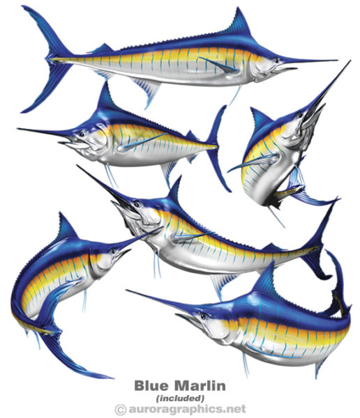 Blue Marlin 1 | Aurora Graphics