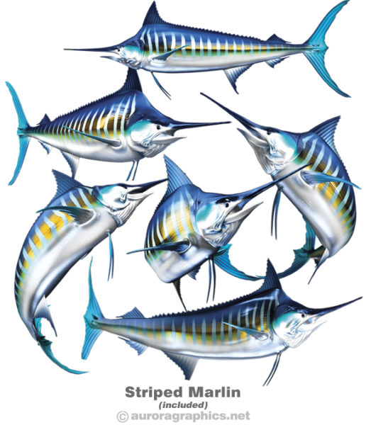 Striped Marlin 3 | Aurora Graphics